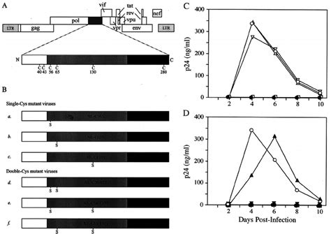 Replication Kinetics Of Mutant Hiv 1 Viral Clones A Genomic Download Scientific Diagram