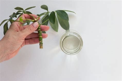 How To Propagate Schefflera Plant 4 Methodssteps Simplify Plants