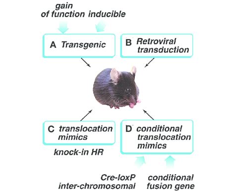 Options Of Developing Mouse Models Of Chromosomal Translocations