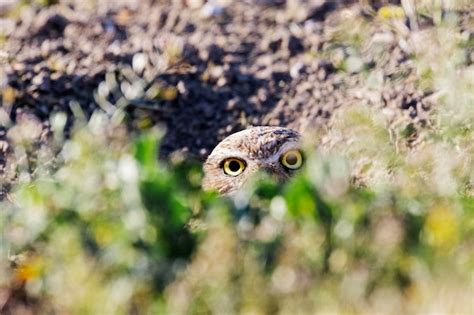 Premium Photo Burrowing Owl