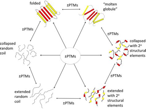 Post Translational Modifications Of Idps Can Induce Diverse Structural Download Scientific