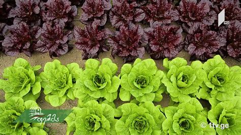 ფერმა მესათბურეობა სალათის ფურცლების მოვლა მოყვანის ტექნოლოგია Youtube