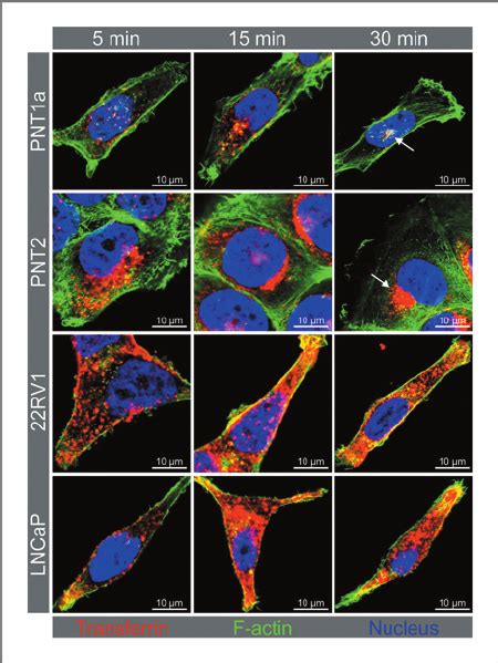 Time Course Of Transferrin Uptake In Prostate Cell Lines Download
