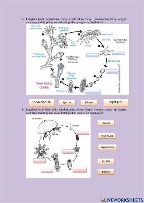 Coelenterata Worksheet Live Worksheets