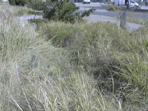 9 The Robot Crosses An Area With Tall Grass A Camera View Of The Download Scientific
