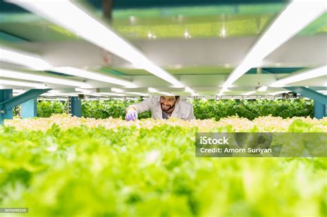 남성 과학자는 실내 수직 농장에서 자라는 유기농 수경 채소 플롯에서 일하는 흰색 유니폼을 입고 유기농 야채를 분석하고 연구합니다 20 24세에 대한 스톡 사진 및 기타