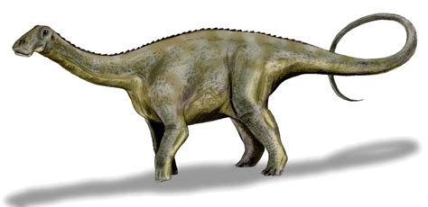Nigersaurus Pictures And Facts The Dinosaur Database