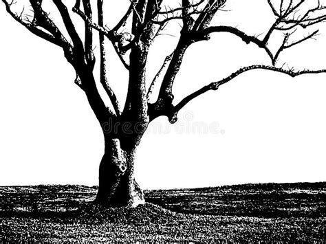 Leave Less Tree At Grass Land Isolated Graphic Stock Image Image Of
