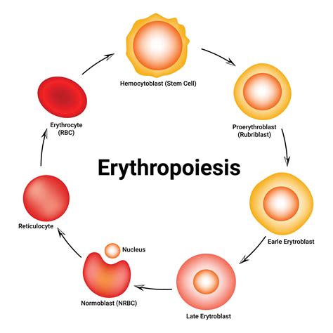 eritropoyesis ciencias diseño ilustración diagrama 46452124 vector en
