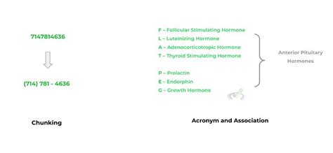 Learning And Memory On The Mcat Medlife Mastery