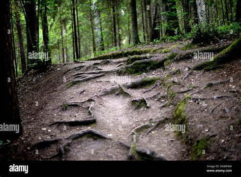 Slope In Forest With Tree Roots Latvia Ligatne Stock Photo Alamy
