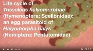 Bmsb News The Invasive Parasitic Wasp Trissolcus Japonicus Recently