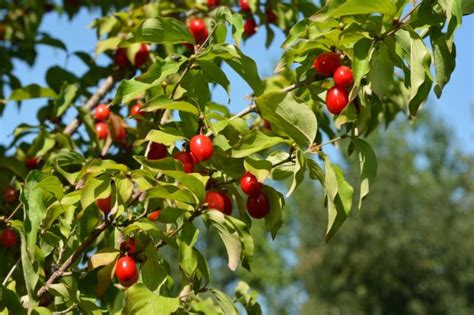 Что посадить вместо роз 10 неприхотливых кустарников для цветника В цветнике Огород Ru