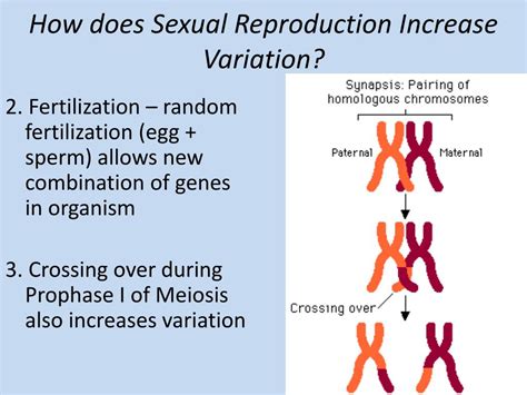 Ppt 54 Evolution Powerpoint Presentation Free Download Id2825264
