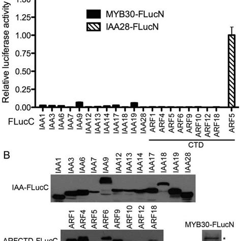 The Split Firefly Luciferase Complementation Has A Low Background In