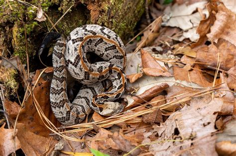 Timber Rattlesnake Facts Description Diet And Pictures