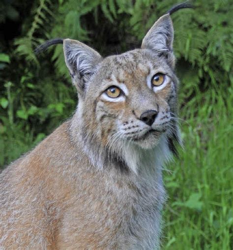 Wissenswertes über den Luchs - Waldkirch - Badische Zeitung