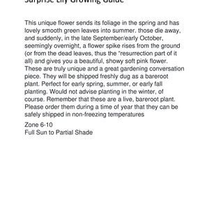 Bareroot Pink Spider Lily Surprise Lily Naked Lady Lily Resurrection Lily August Lily