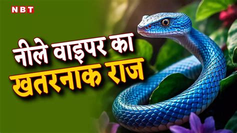 खूबसूरत इतना कि प्यार हो जाए खतरनाक इतना कि काटा पानी भी ना मांगे क्या है इस नीले सांप का राज