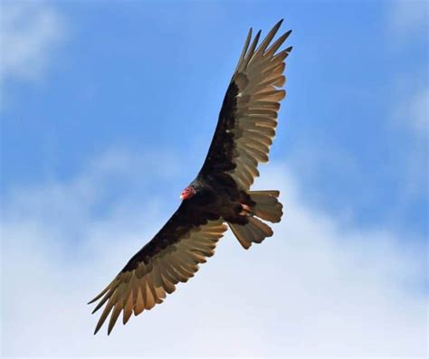 34 California Birds Of Prey Pics And Where To Find Them