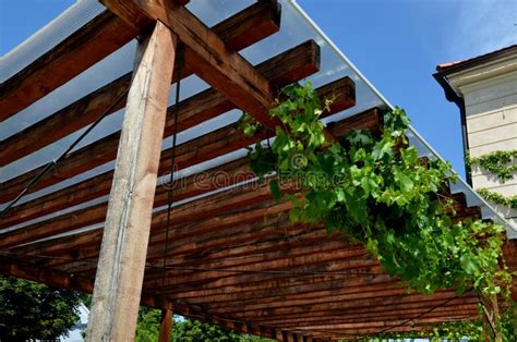 Terrace With Wooden Pergola And Plexiglass Roof Vines Are Straining