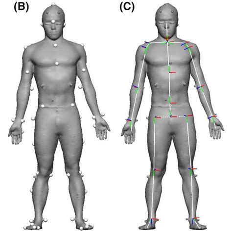 Schematic Diagram Of The Hypothesis Com Center Of Mass Pfa Download Scientific Diagram