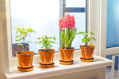 발코니에서 햇살이 비추는 아파트의 창턱에 분홍색 보라색 히아신스 3개와 실내 장식 고추가 있습니다 0명에 대한 스톡 사진 및 기타 이미지 Istock