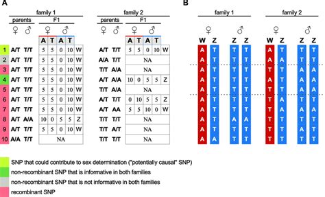 Ten Hypothetical Snps At A Locus That Has Not Recombined With The Sdr