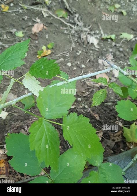 Black Raspberry Rubus Occidentalis Stock Photo Alamy