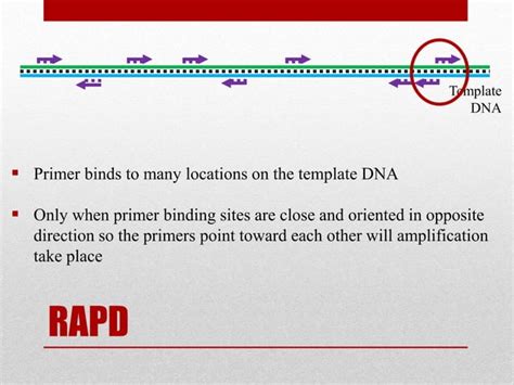 Random Amplified Polymorphic Dna Rapd Pptx