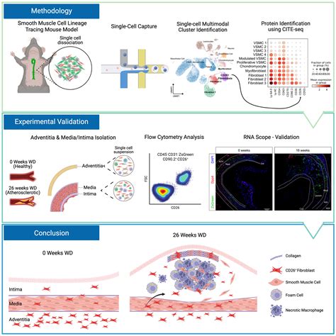 Single Cell Multimodal Profiling Reveals A Novel Cd26 Fibroblast Subpopulation In