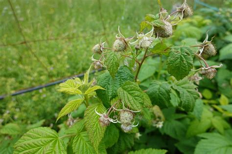 뒤뜰 정원에서 자라는 라즈베리 빨간색과 노란색 과일을 가진 나무 딸기 식물 0명에 대한 스톡 사진 및 기타 이미지 0명 경작지 계단식 경작지 Istock