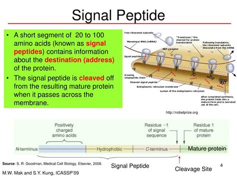 ppt conditional random fields for the prediction of signal peptide