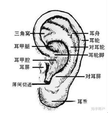 美术生画速写的五官部分有哪些深入刻画方法？ 知乎