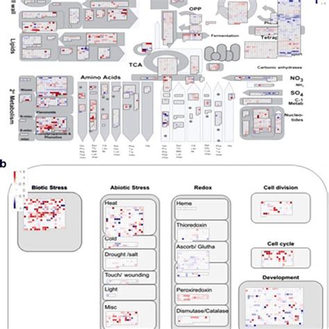 Impact Of Phoma Sp Gs8 3 On Its Host Metabolism After 1 Day From Cf