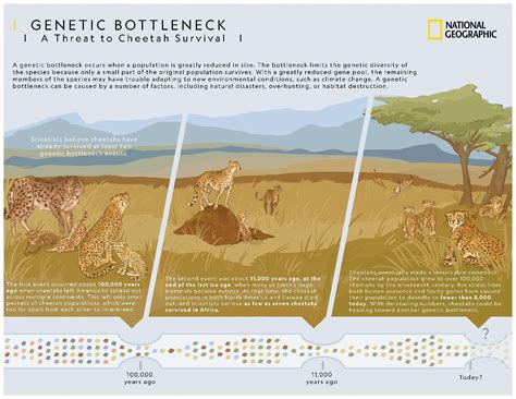 a genetic bottleneck occurs when a population is greatly reduced in size limiting the genetic