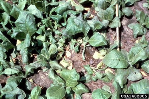 Pythium Diseases Genus Pythium Pringsh