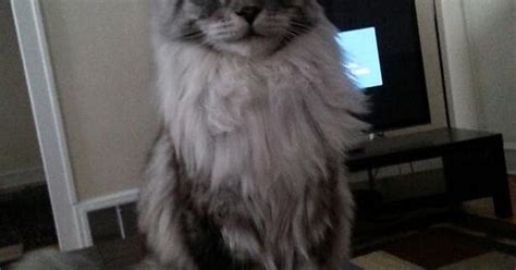 The Ruff Is In Full Effect Imgur