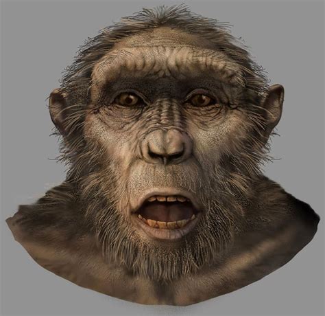 Sahelanthropus Tchadensis Male By Karen Carr Pliocene Era Image