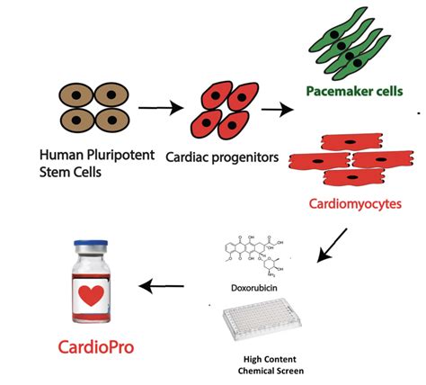 Platform For Screening For Chemotherapy Induced Cardiotoxicity Enterprise Innovation