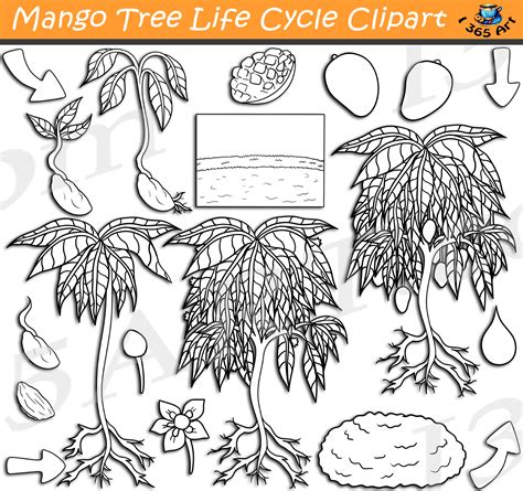 Mango Tree Life Cycle Clipart Set Download Clipart 4 School