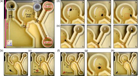 Selective Cargo Loading And Delivery Using Selective Droplet Control Download Scientific