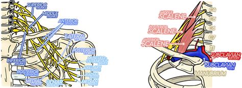 Interscalene Nerve Block Sonoguide