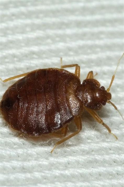 Licensed Bed Bug Extermination Singapore Company In 2025 Bed Bug