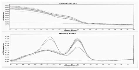 TYPICAL EXAMPLE OF MELTING CURVES AND MELTING PEAKS USED TO GENOTYPE Download Scientific