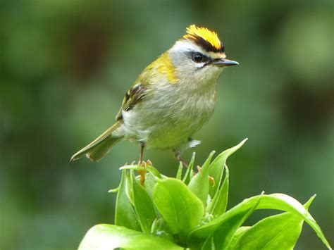 Firecrest Bird Facts Regulus Ignicapillus Birdfact