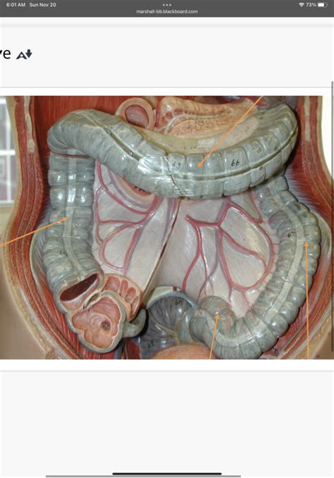 Exam 3 Lab Digestive Diagram Quizlet