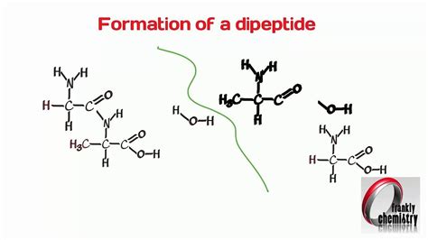 Structure Of Dipeptide