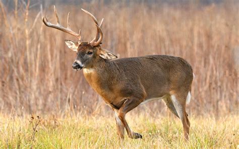 Characteristics Of Whitetail Deer Antlers Mossy Oak Gamekeeper