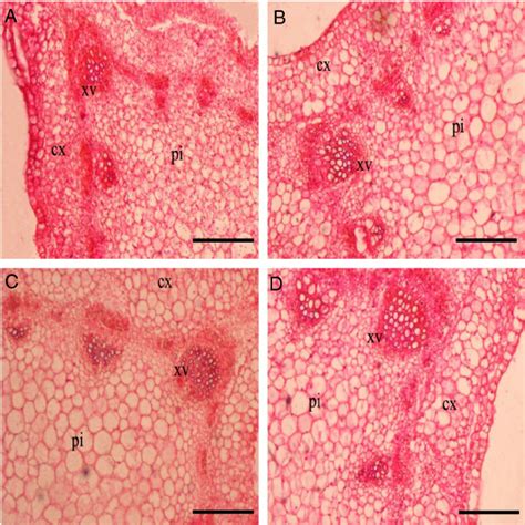 Effect Of Exogenously Applied α Tocopherol α Toc Mm On Stem